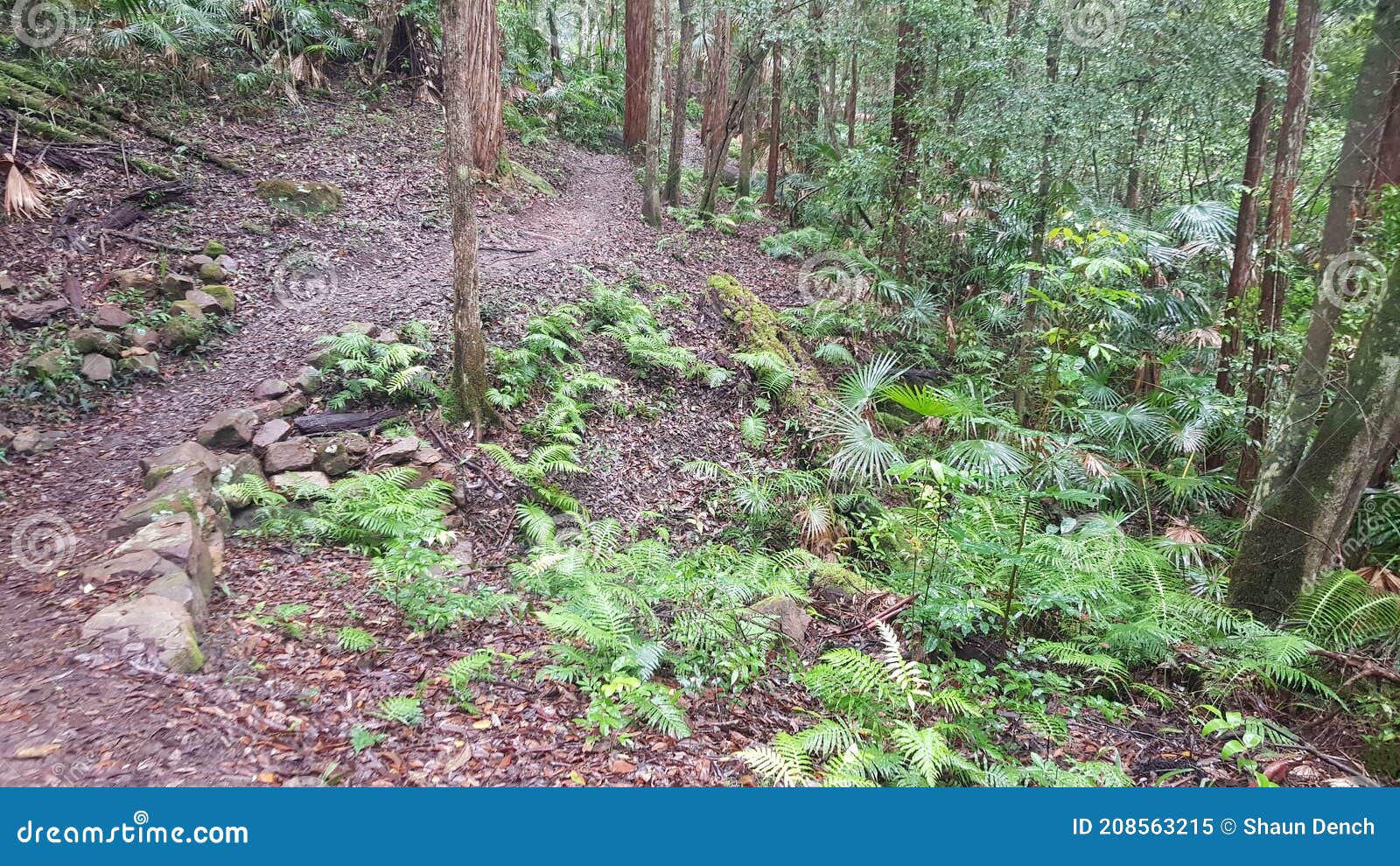 Leaf Covered Pathway through the Australian Bush in the Strickland ...