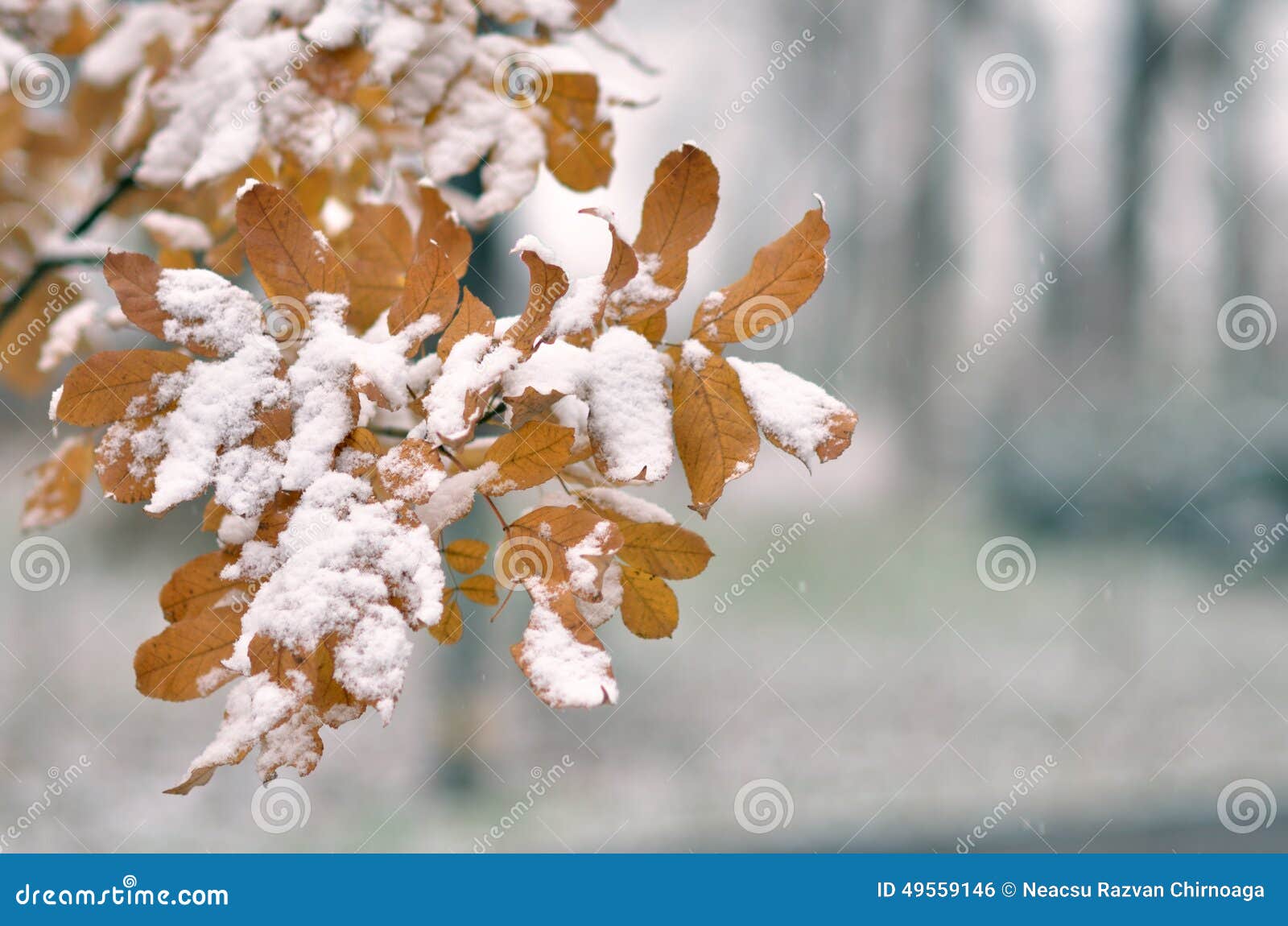 Leaf covered with snow stock photo. Image of plant, macro - 49559146