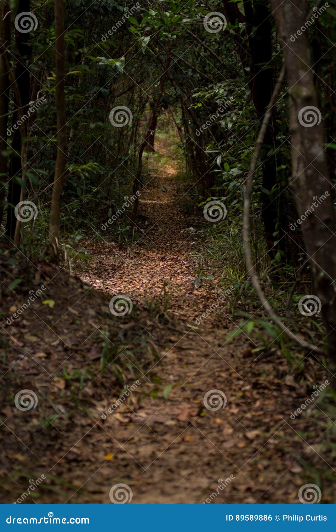 Leaf Covered Track Path through Dense Forest Jungle. Conceptual Stock ...