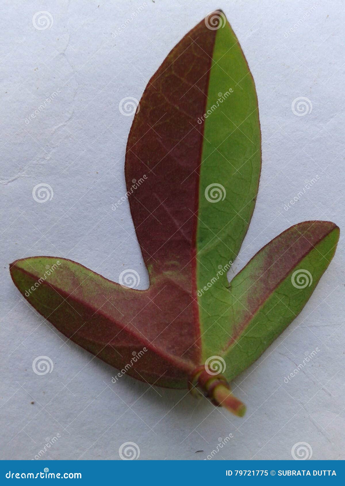 Leaf of creepy plant stock image. Image of colourful - 79721775