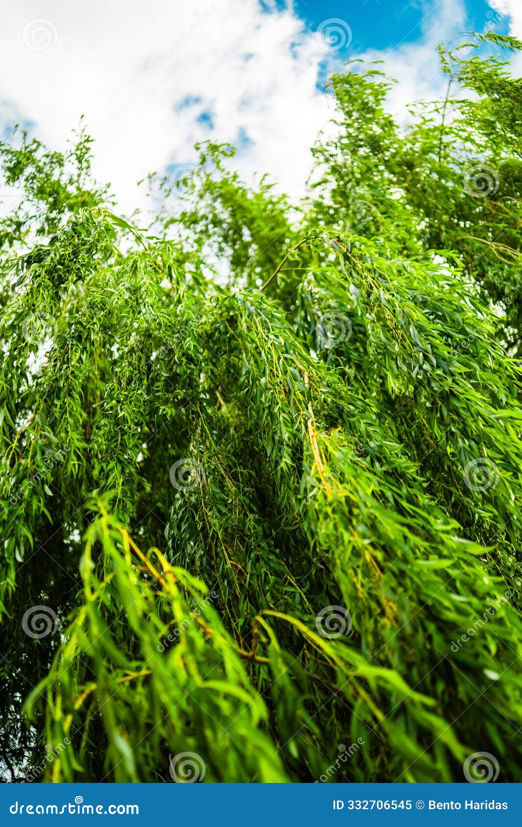 Leaf Crowded Branches of a Willow Tree Stock Image - Image of nature ...