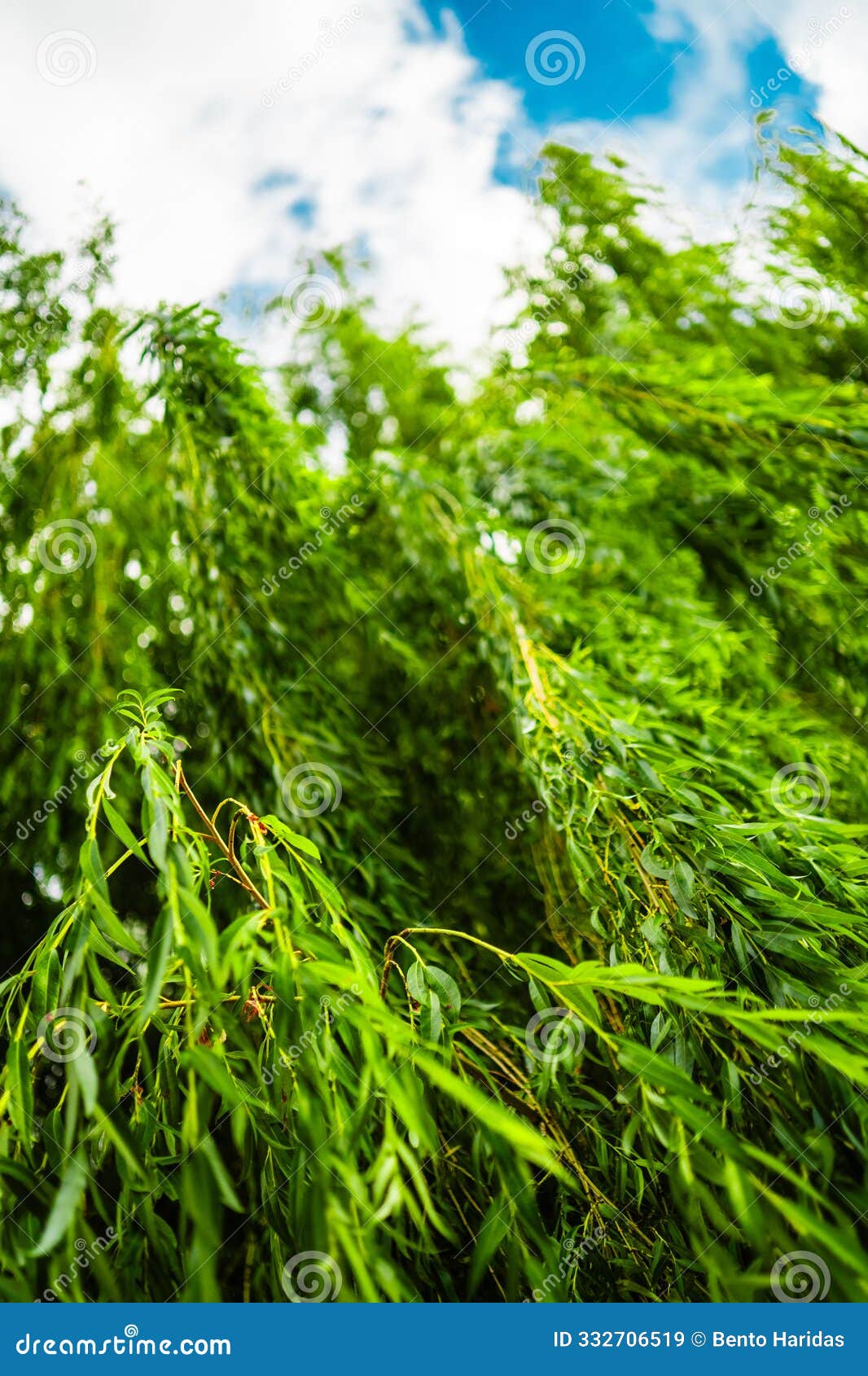 Leaf Crowded Branches of a Willow Tree Hanging Down Stock Image - Image ...