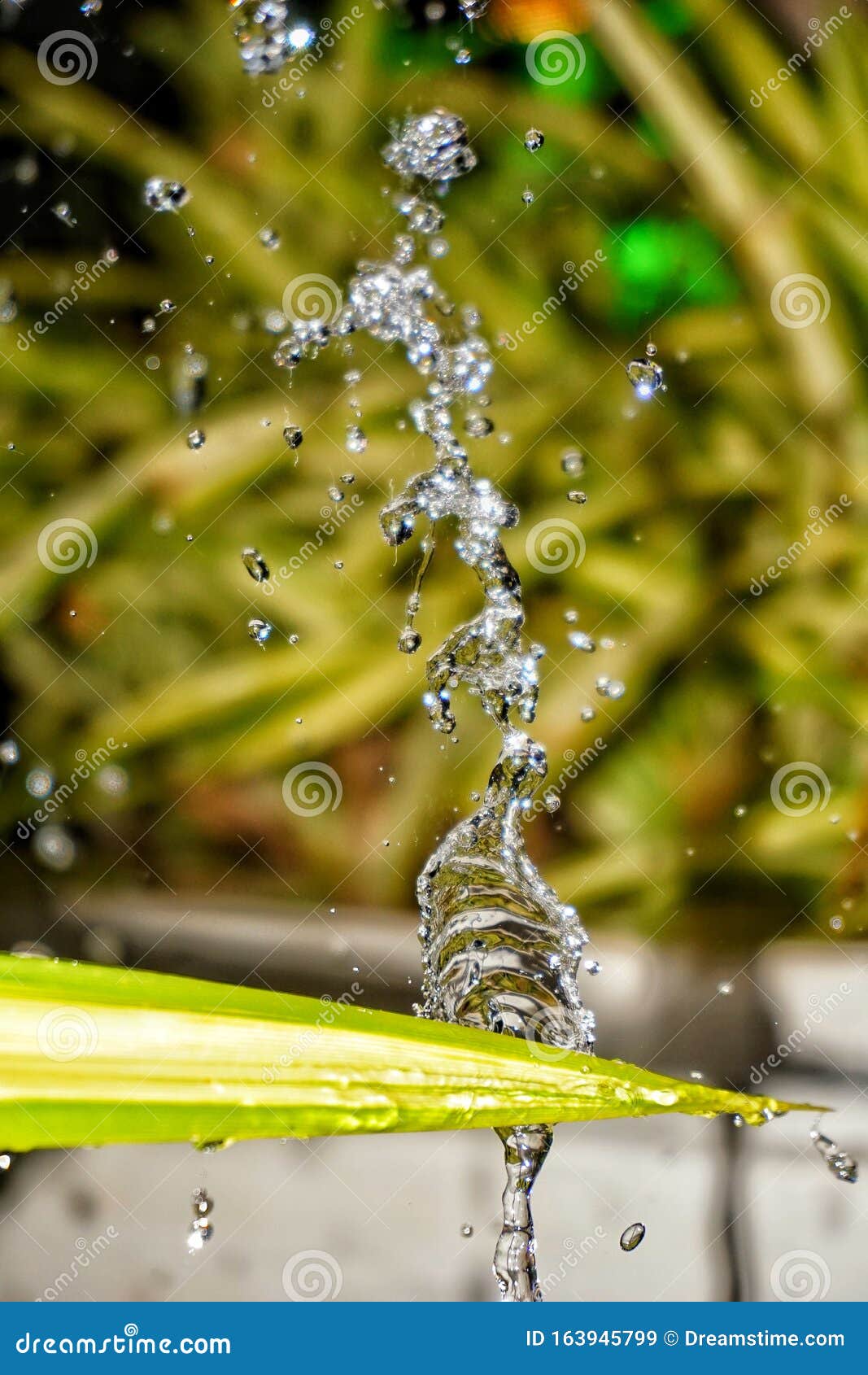 Leaf Splash Water Stock Photos - Download 29,478 Royalty Free Photos