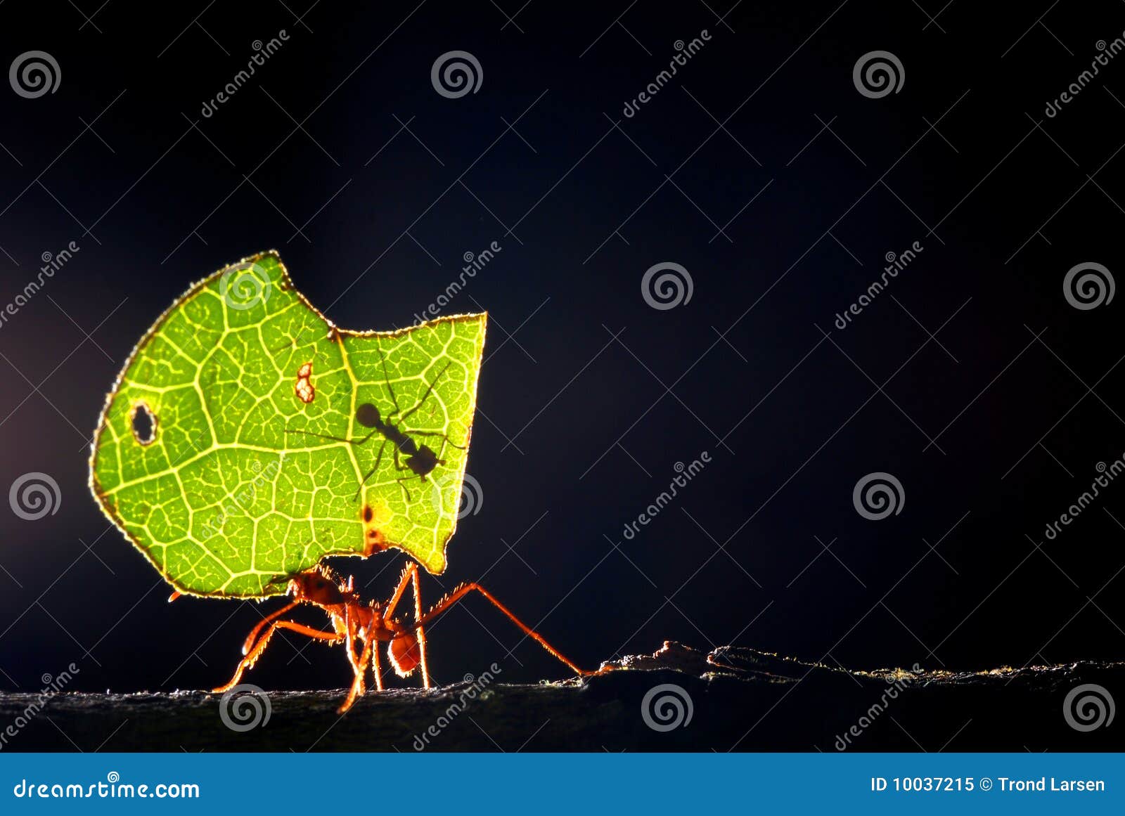 Leaf cutter ant stock image. Image of close, forest, leaf - 10037215