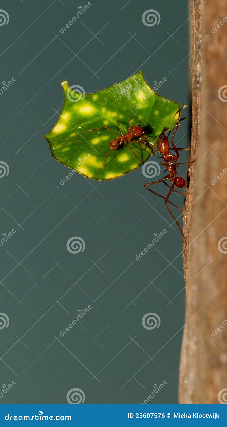 An leaf cutter ant stock photo. Image of space, shot - 23607576