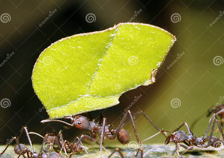 Leaf Cutter Ant stock image. Image of ants, cutter, cooperation - 9787833