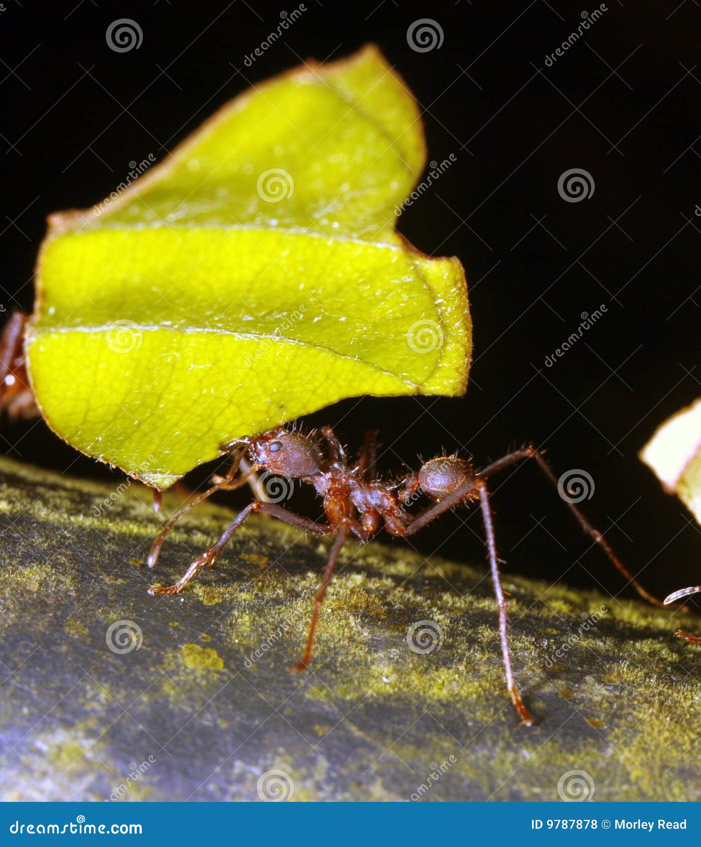 Leaf Cutter Ant stock photo. Image of jungle, worker, amazon - 9787878