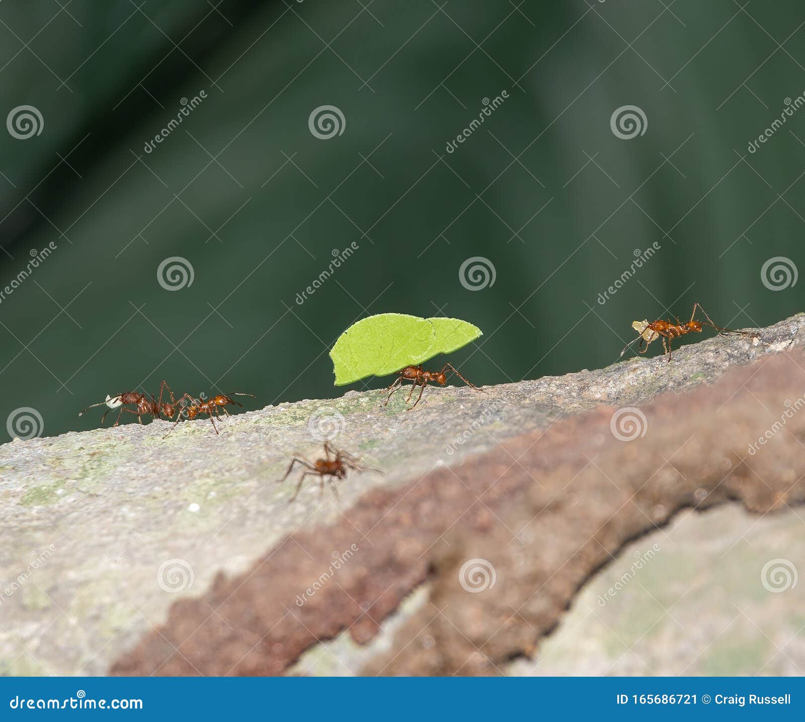 Leaf Cutter Ant Carrying a Large Leaf Stock Image - Image of jungle ...