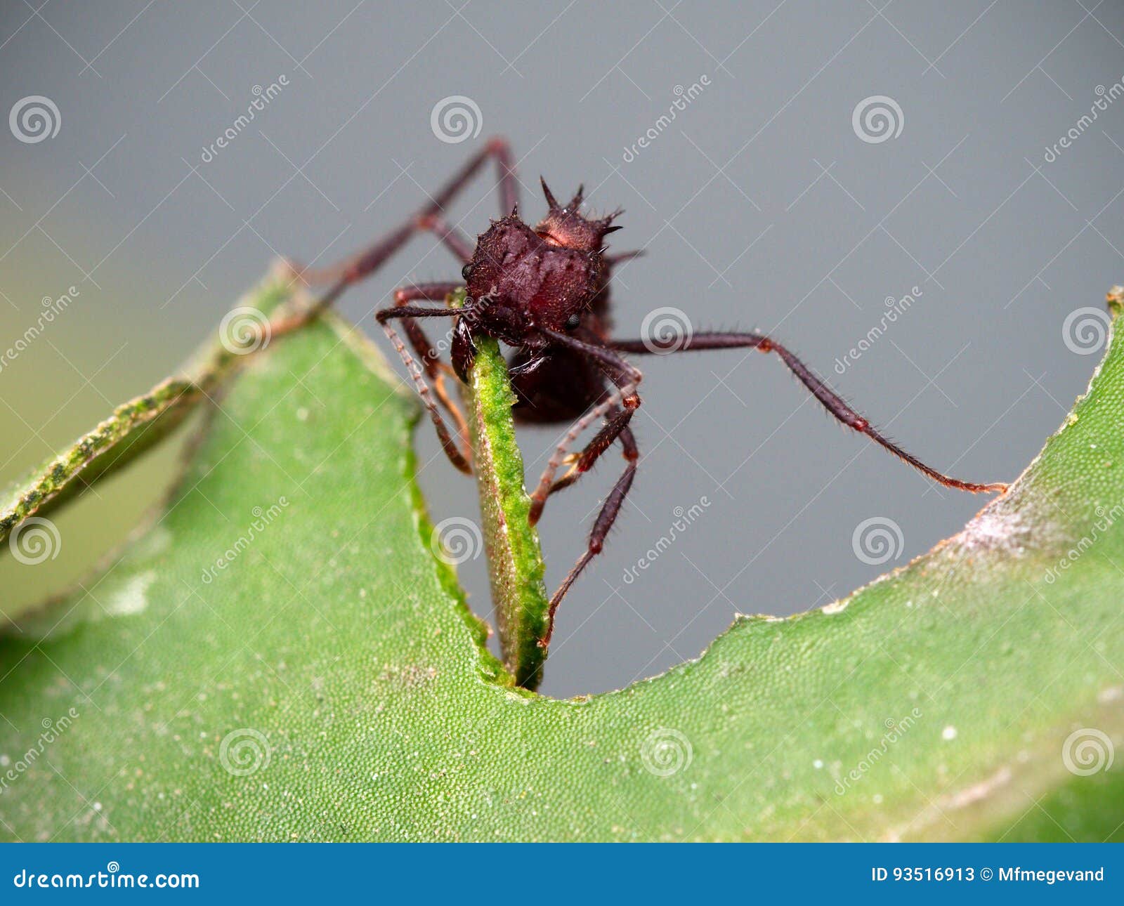 Leaf Cutter Ant Cuttin a Leaf Stock Image - Image of nature, acromyrmex ...