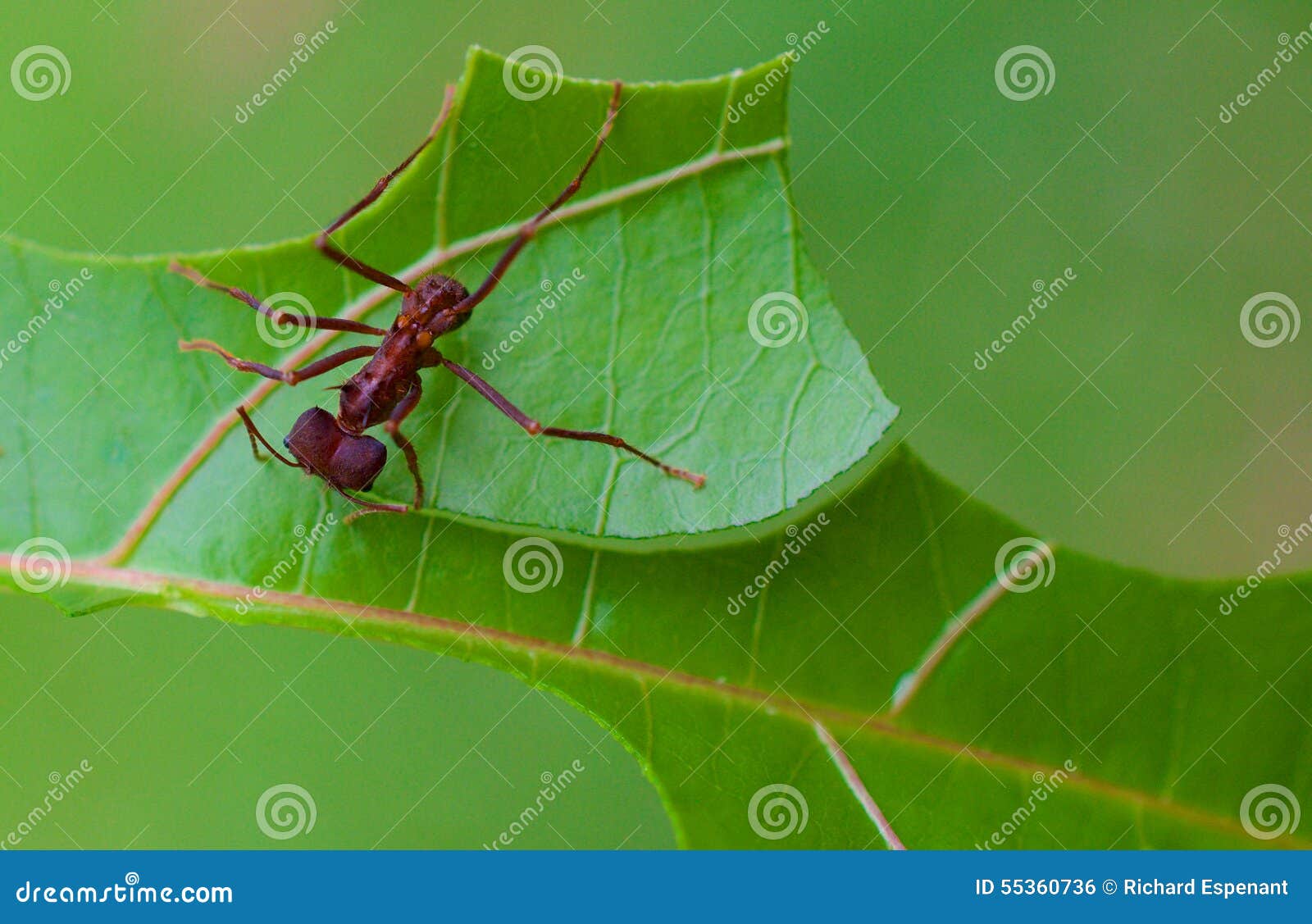 Leaf Cutter Ant cutting 2 stock photo. Image of green - 55360736