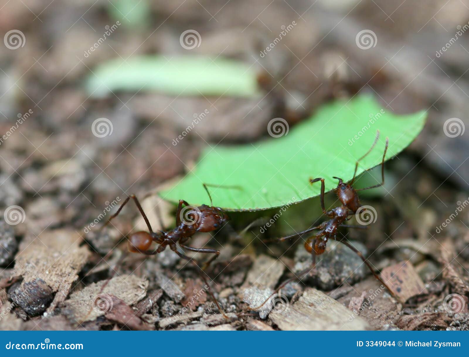 Leaf Cutter Ants stock photo. Image of colony, hymenoptera - 3349044