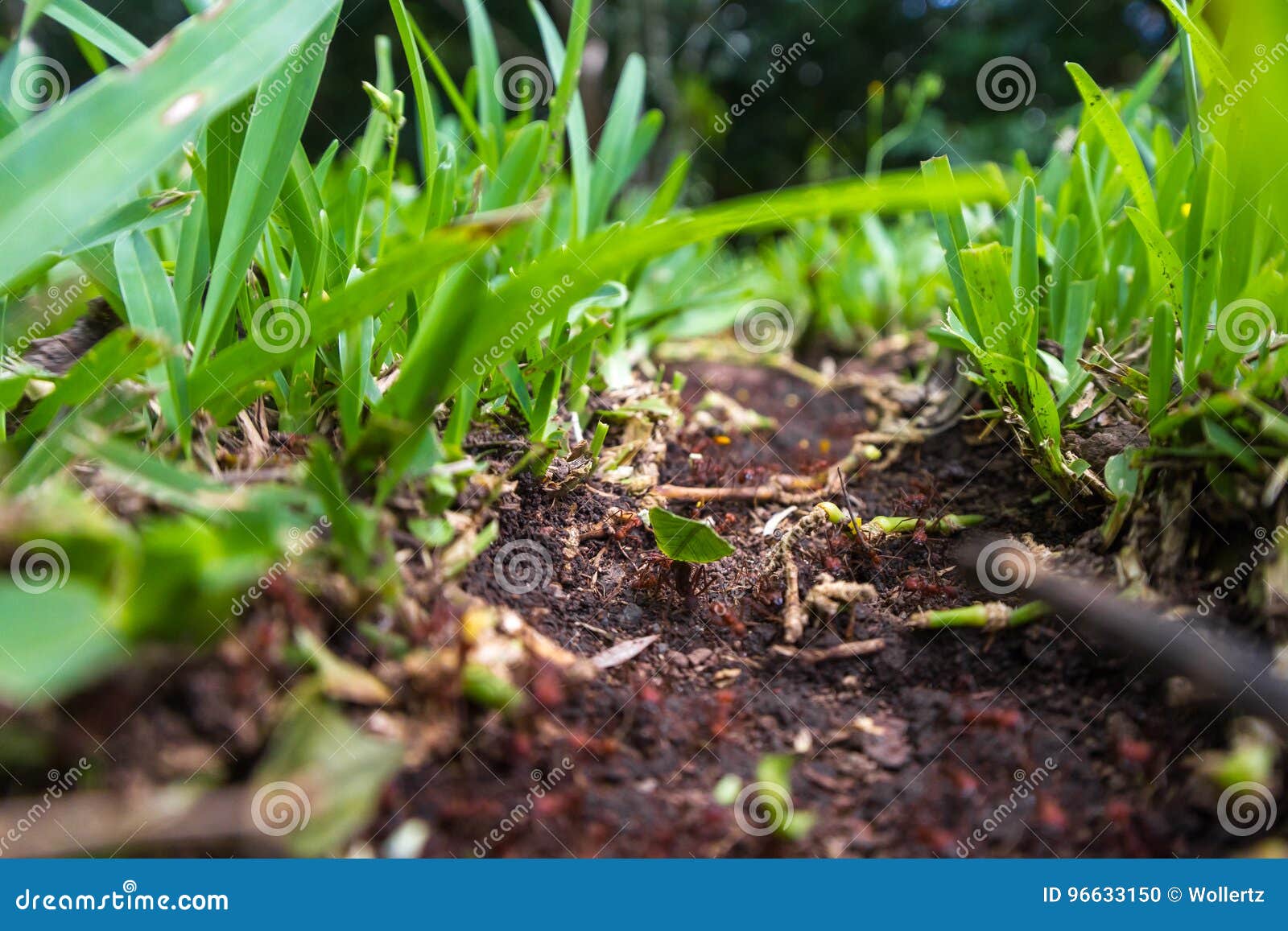 Leaf cutter ants stock photo. Image of nature, path, insect - 96633150