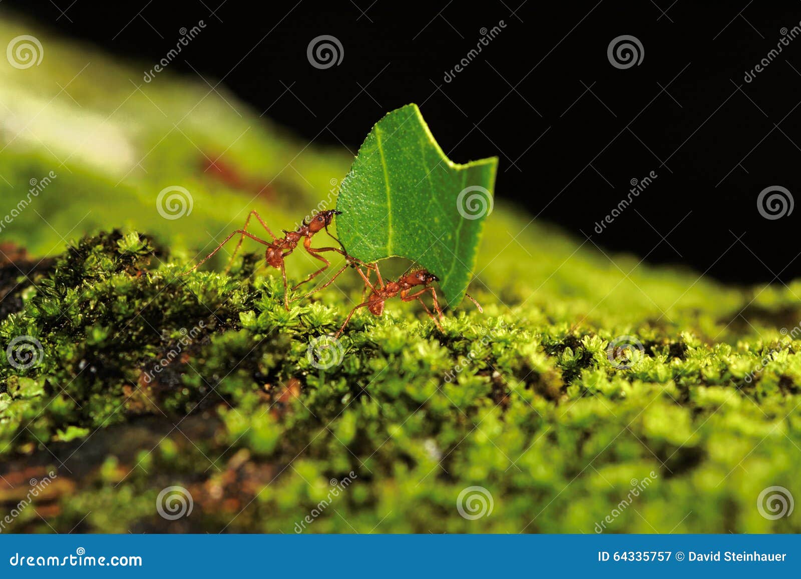 Leaf Cutter Ants Carry a Leaf Stock Image - Image of black, working ...