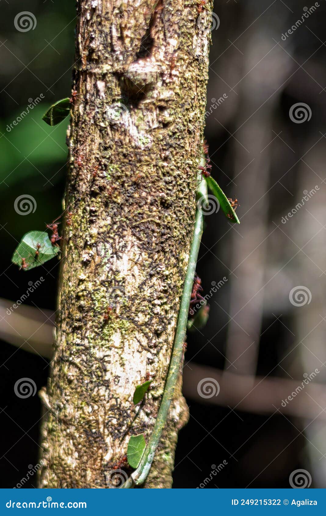 Leaf Cutter Ants on a Tree in the Amazon Jungle Stock Photo - Image of ...