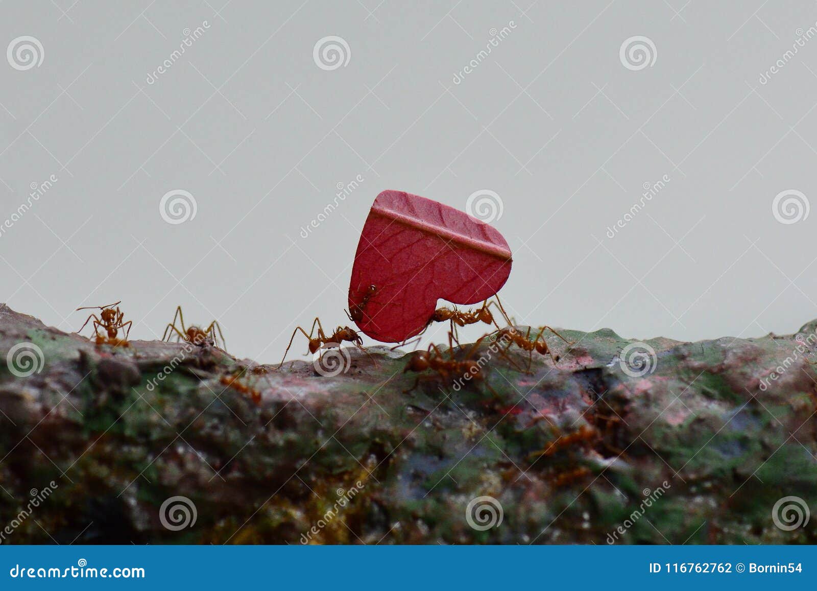 Leaf cutter ants at work stock photo. Image of strong - 116762762
