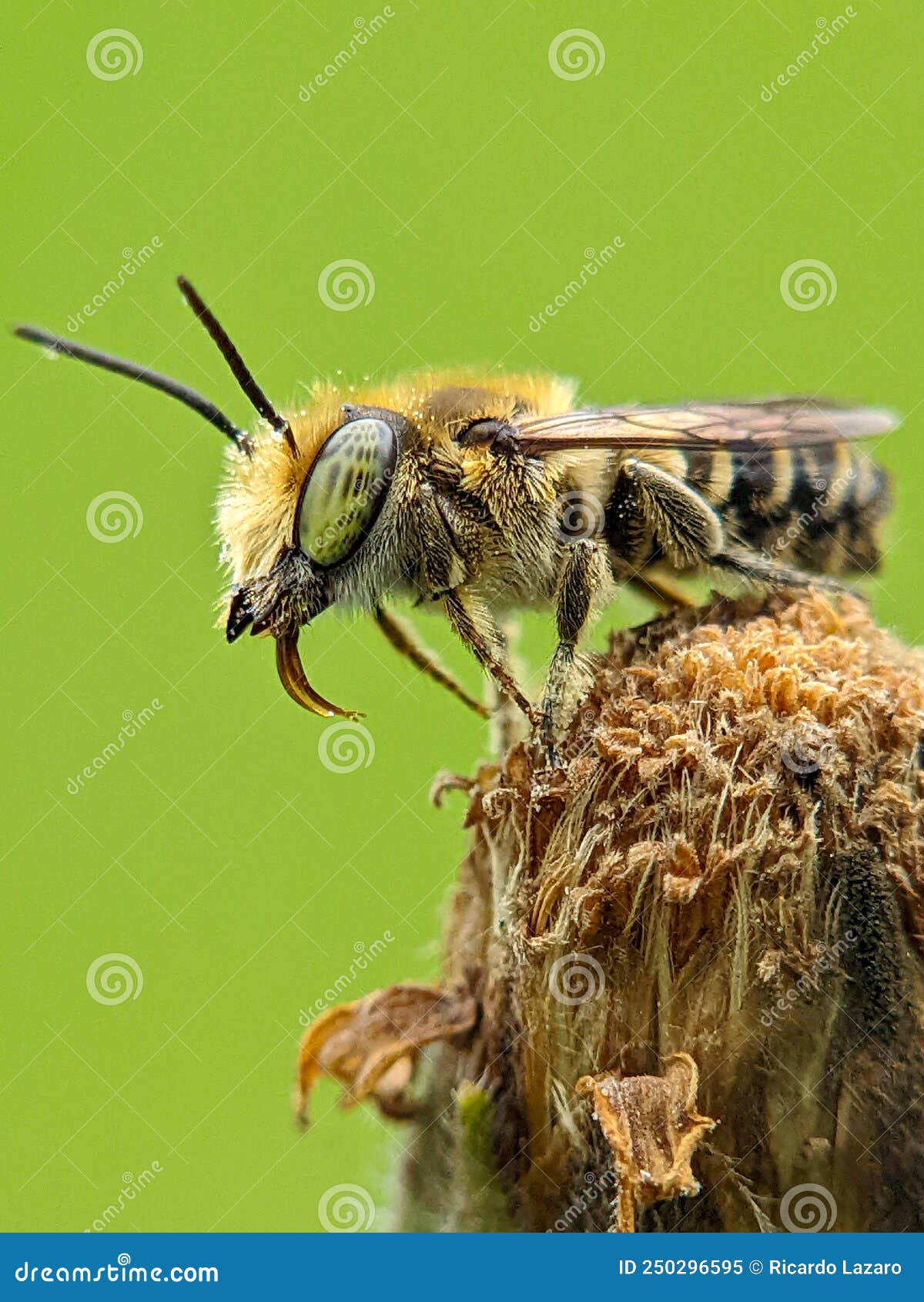 Leaf cutter bee stock image. Image of invertebrate, honeybee - 250296595