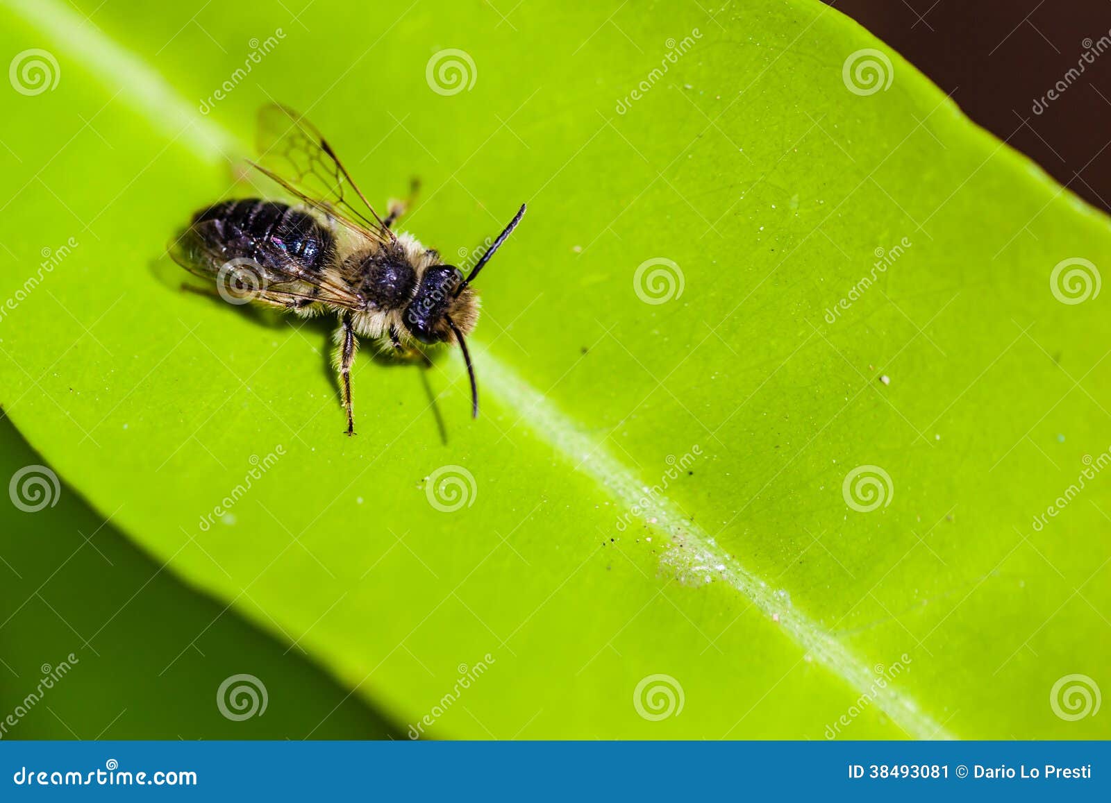 Leaf cutter bee stock image. Image of large, insect, cutter - 38493081
