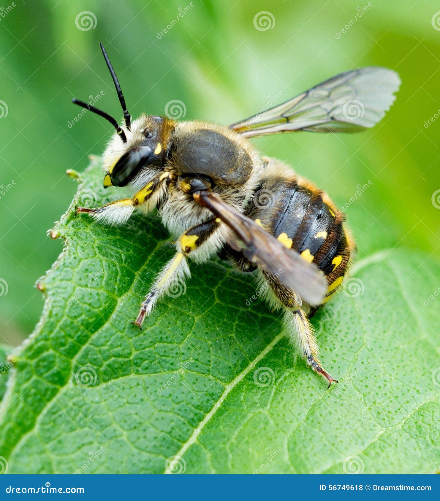 Leaf Cutter Bee. stock photo. Image of cutter, kincardine - 56749618