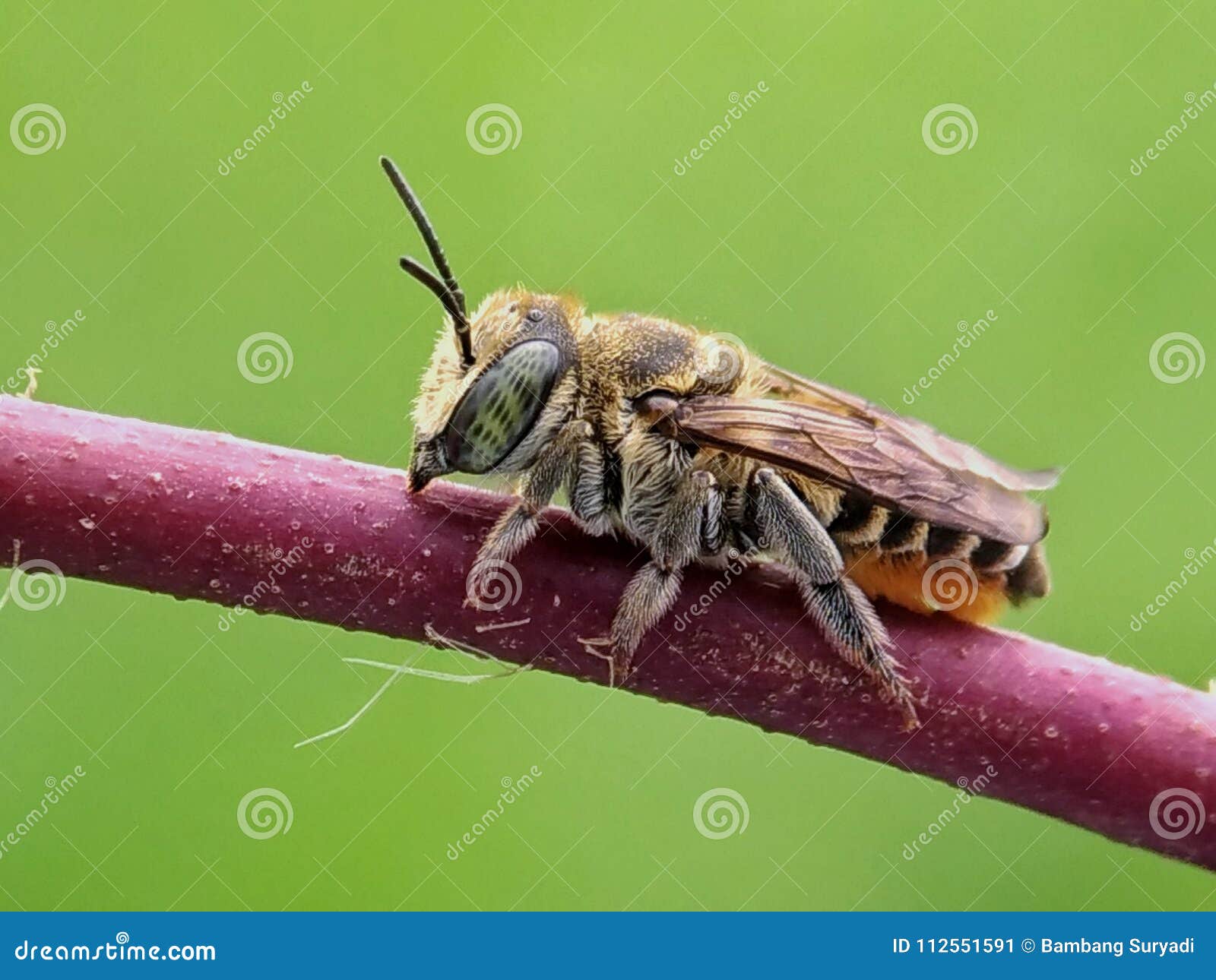 Leaf Cutter Bee stock image. Image of hover, leaf, insect - 112551591