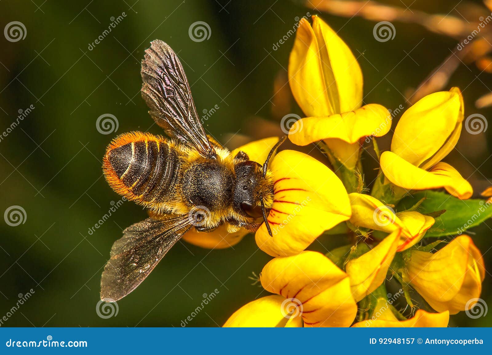 Leaf Cutter Bee stock image. Image of ecology, pollinator - 92948157