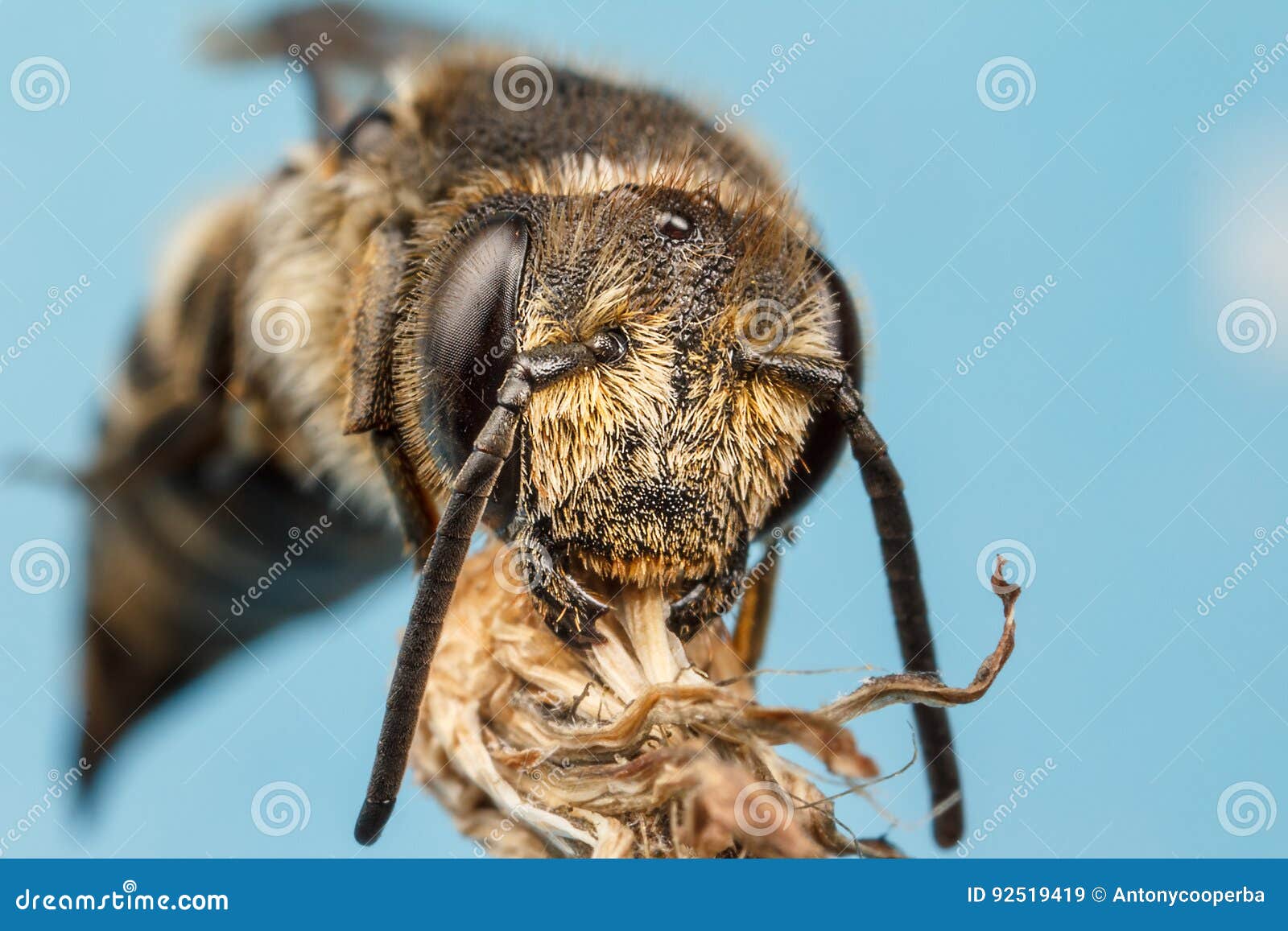 Leaf Cutter Bee stock image. Image of arthropod, invertebrate - 92519419