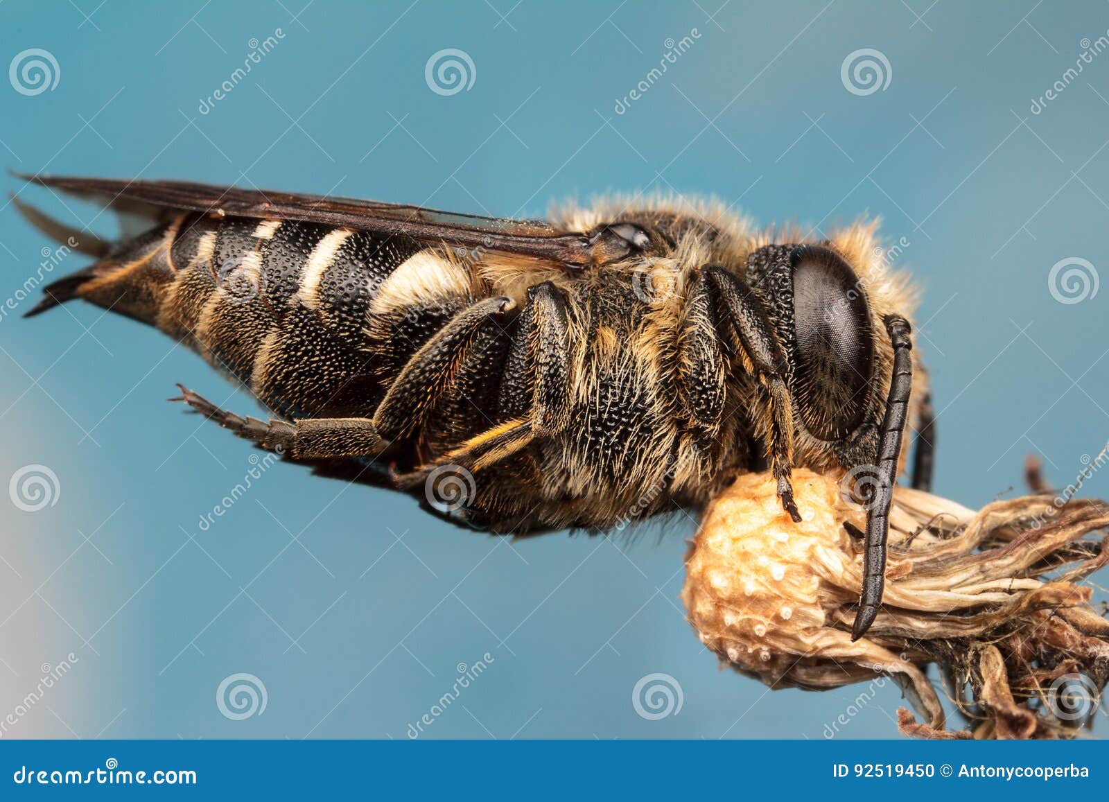 Leaf Cutter Bee stock photo. Image of cuckoo, invertebrate - 92519450