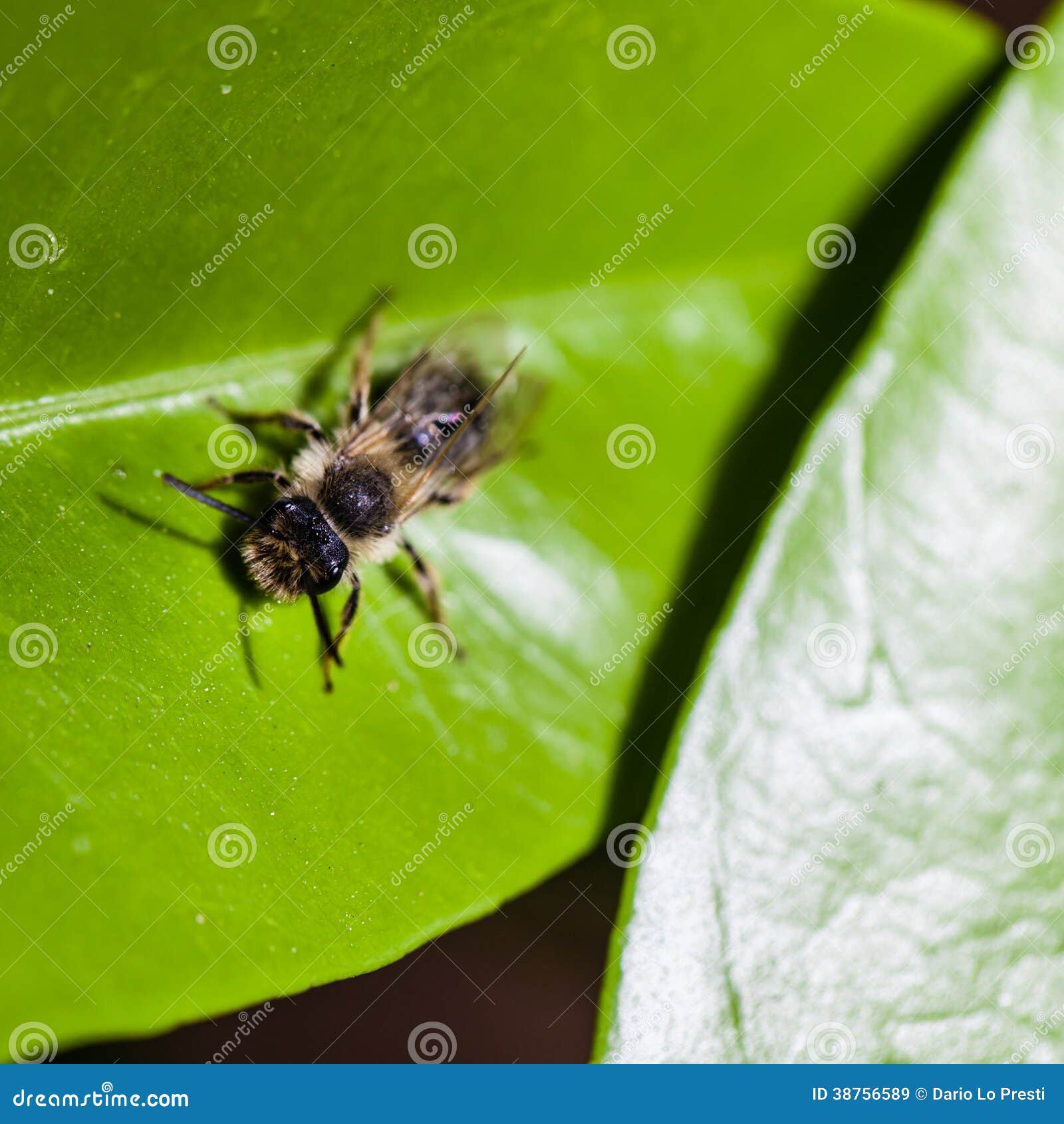 Leaf cutter stock image. Image of insects, black, antenna - 38756589