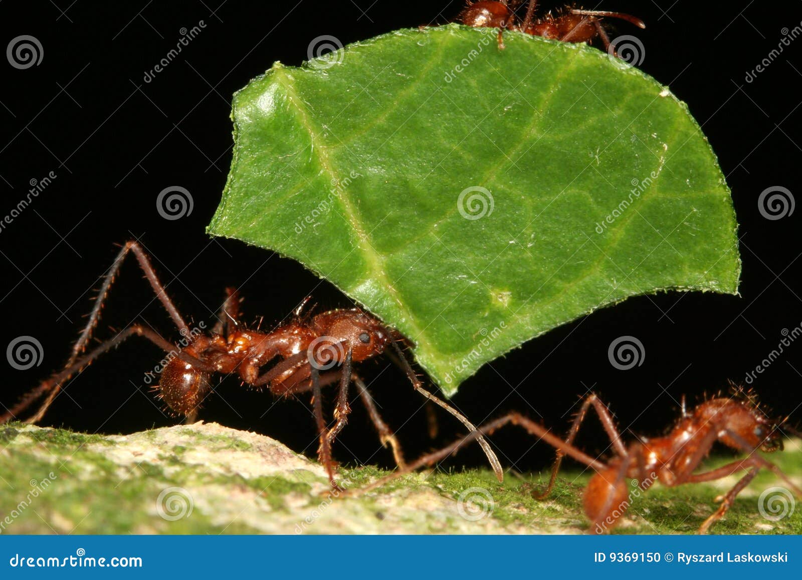 Leaf Cutting Ants Carry A Leaves Over A Log Royalty-Free Stock ...