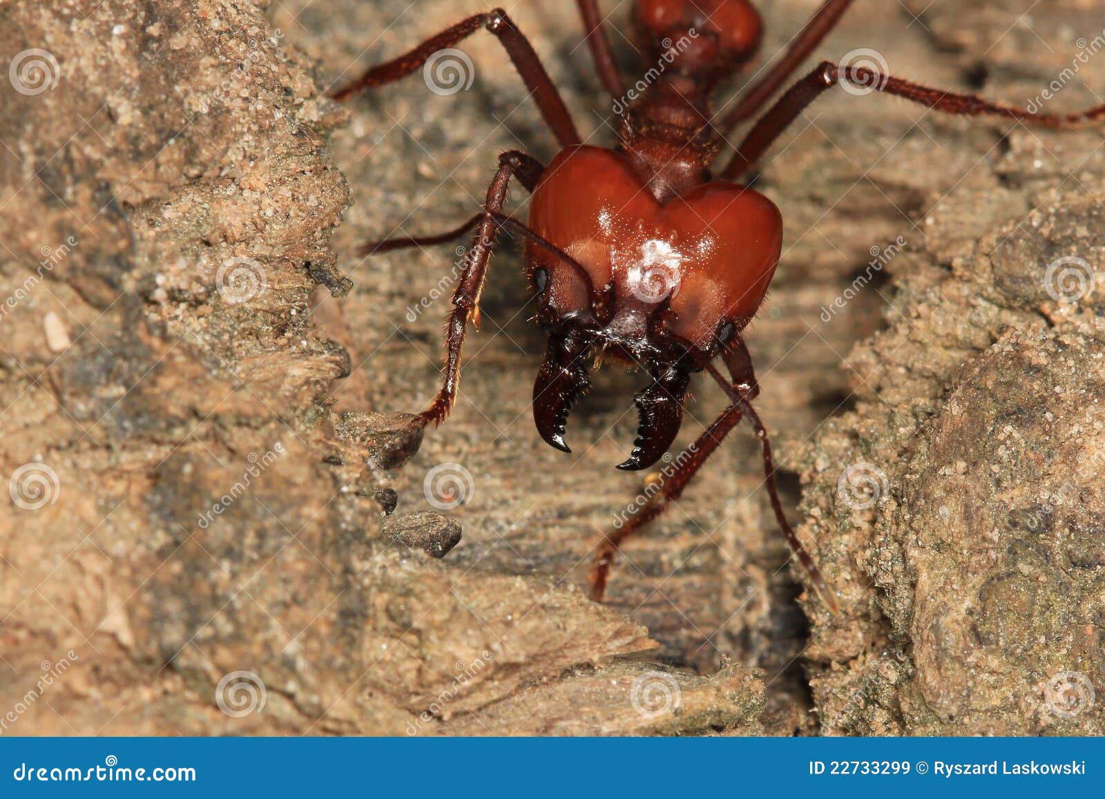 Leaf Cutting Ant, Venezuela Stock Image - Image of venezuela, leaf ...