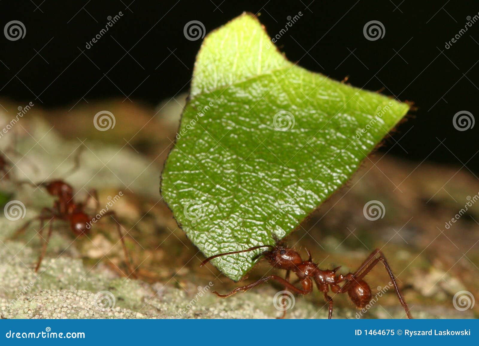 Leaf-cutting ants stock image. Image of forest, rainforest - 1464675
