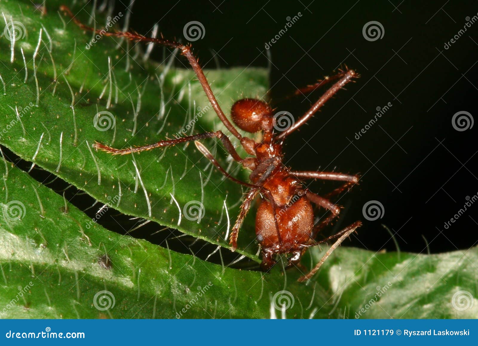 Leaf-cutting Atta ant stock image. Image of growing, insect - 1121179