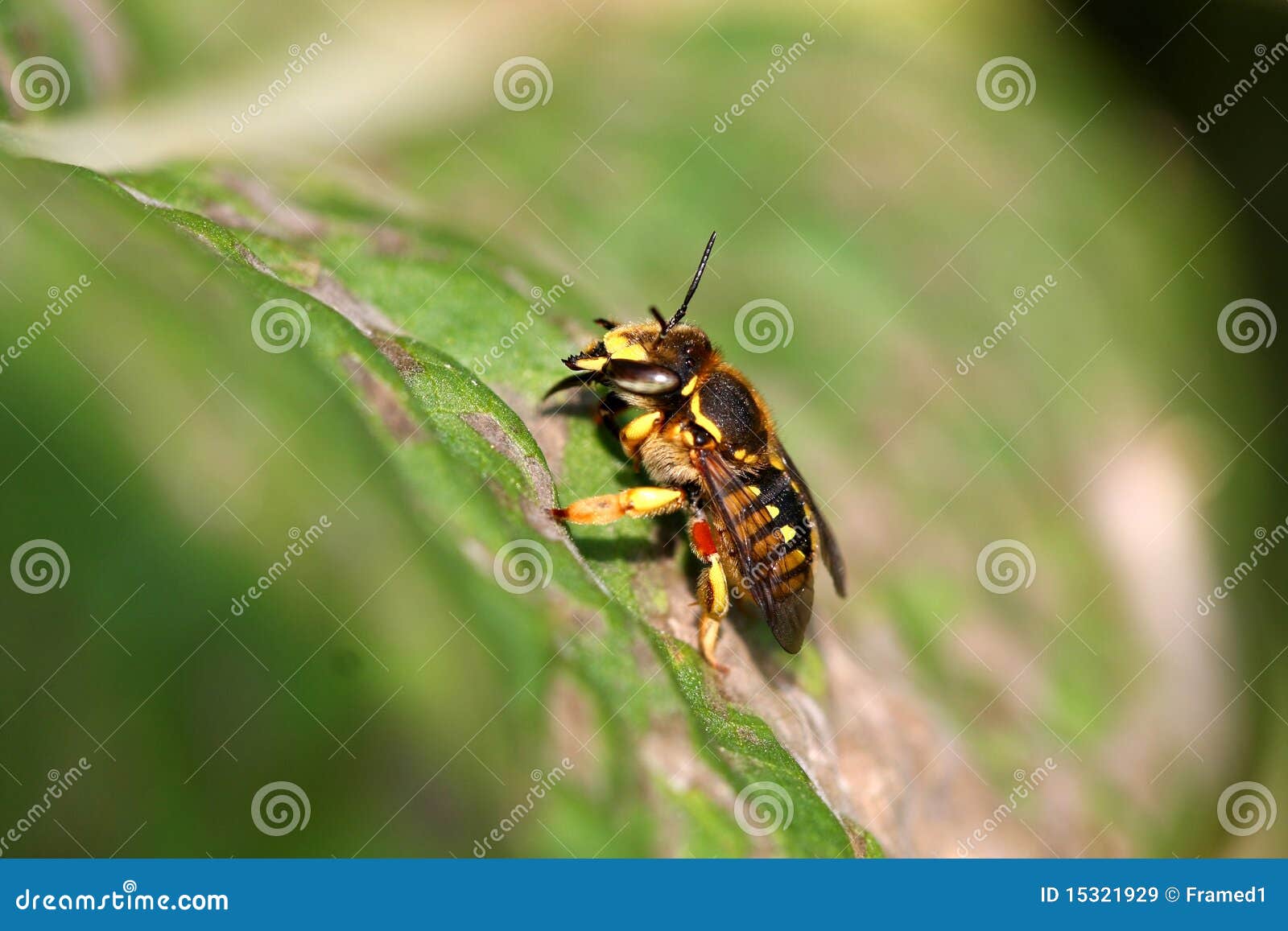 Leaf-cutting Bee stock image. Image of floral, flying - 15321929