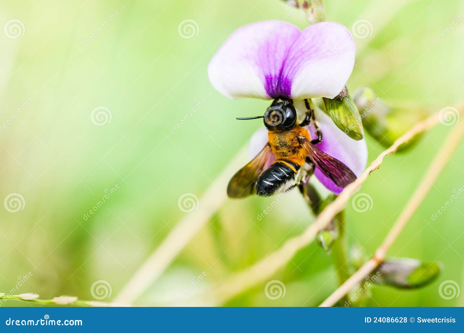Leaf-cutting Bee in Macro Green Nature Stock Photo - Image of small ...