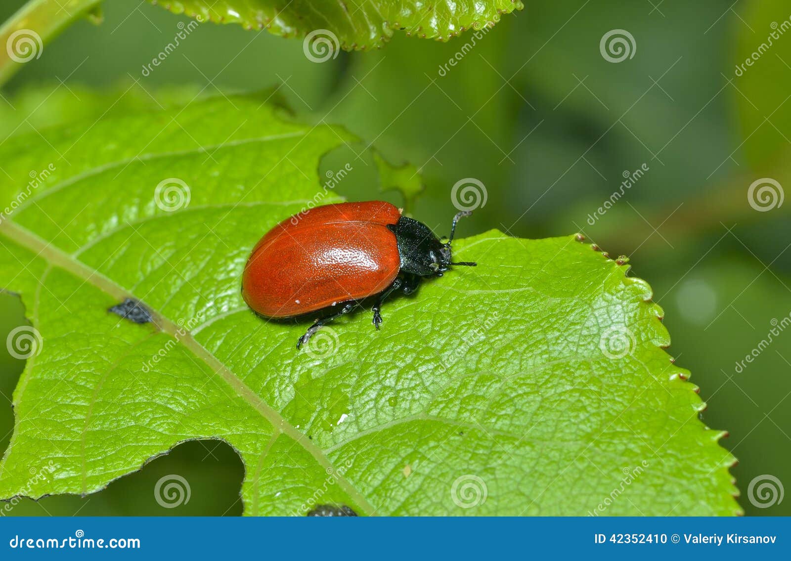 Leaf-cutting beetle 2 stock photo. Image of outdoors - 42352410