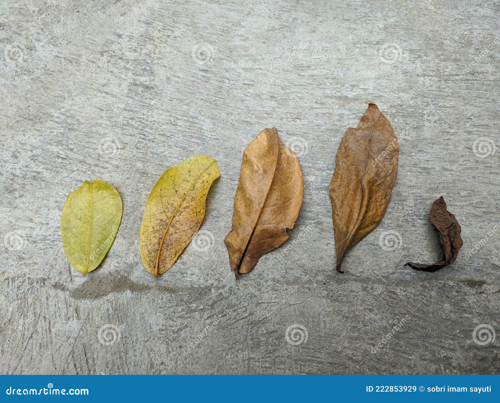 Leaf Cycle Like a Life Cycle Stock Image - Image of cycle, cyle: 222853929