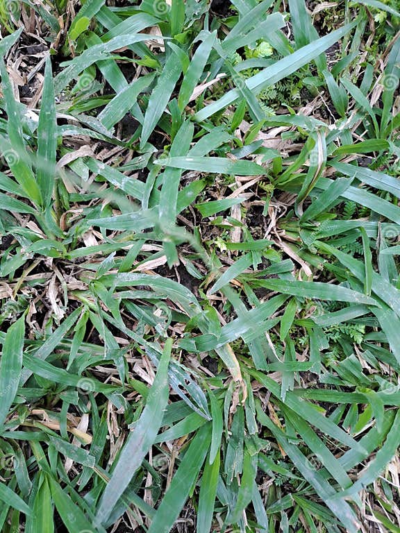 The Leaf of Cynodon Dactylon Stock Photo - Image of tree, wildflower ...