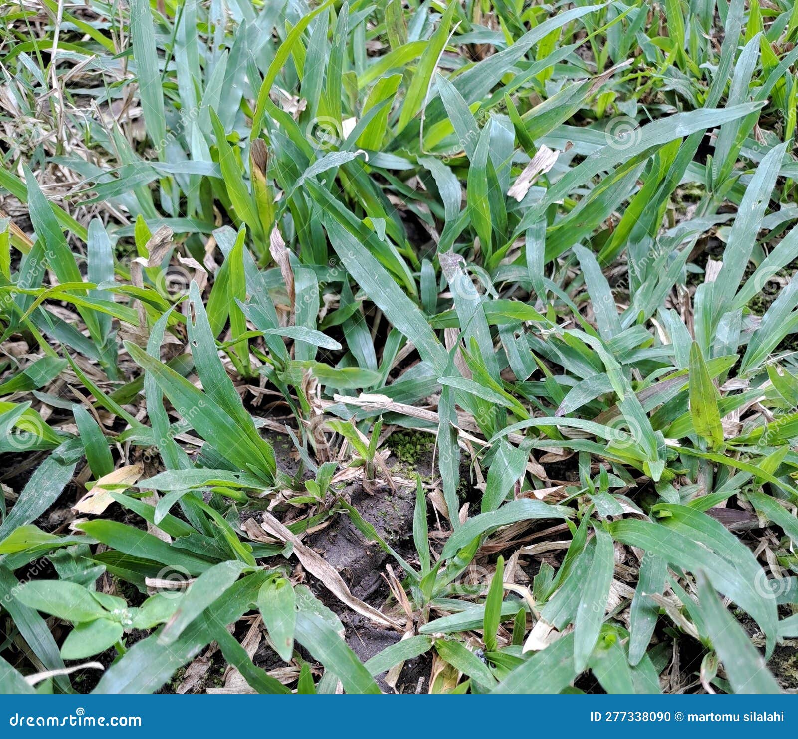 The Leaf of Cynodon Dactylon Stock Photo - Image of cynodon, meadow ...