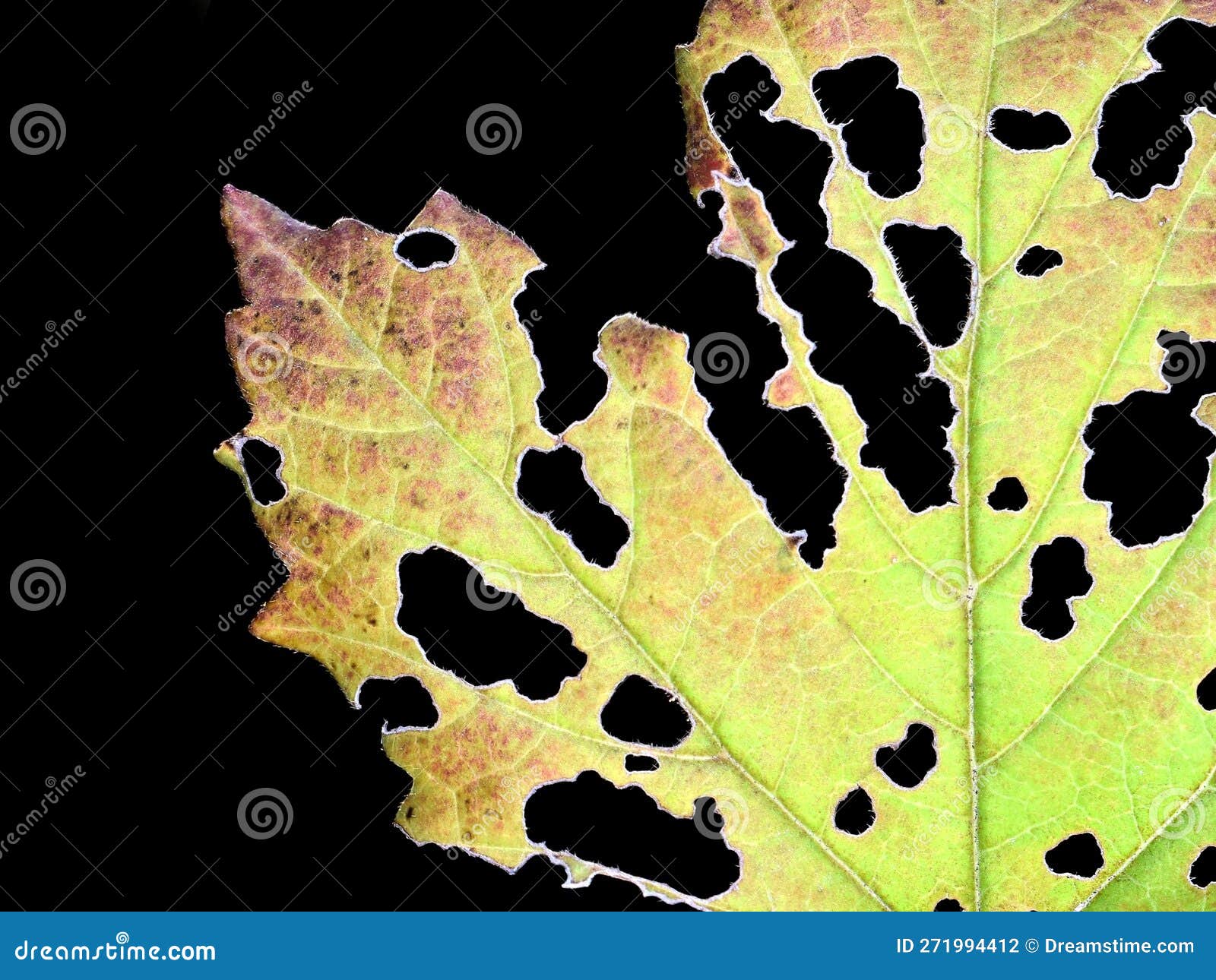 Leaf Damaged by Insect, Close Up View Stock Photo - Image of europe ...