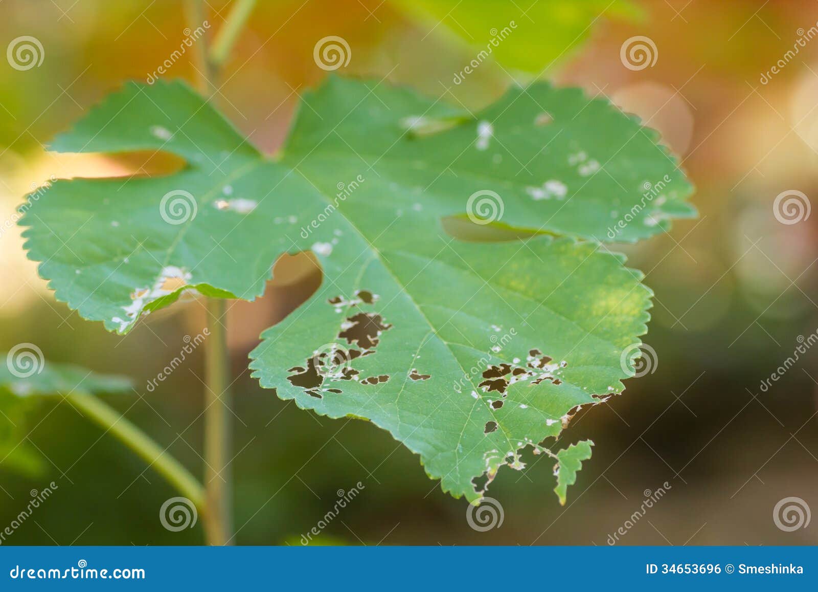 Leaf Damaged By Insects Royalty-Free Stock Photo | CartoonDealer.com ...