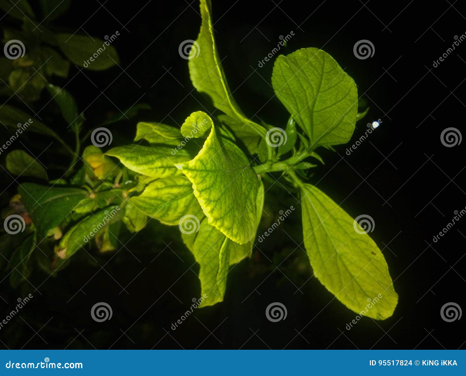 Leaf stock photo. Image of herb, leaf, night, plant, green - 95517824