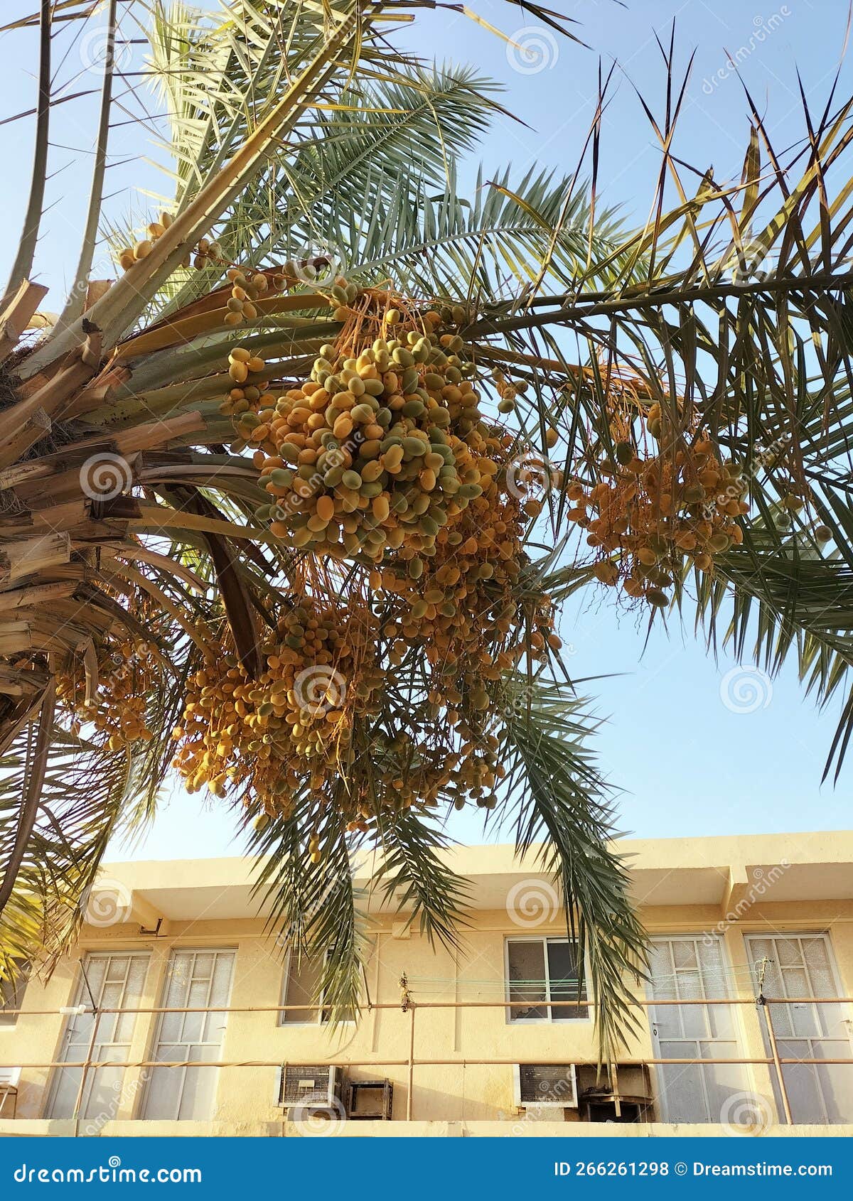 Leaf date in Saudi stock photo. Image of agriculture - 266261298