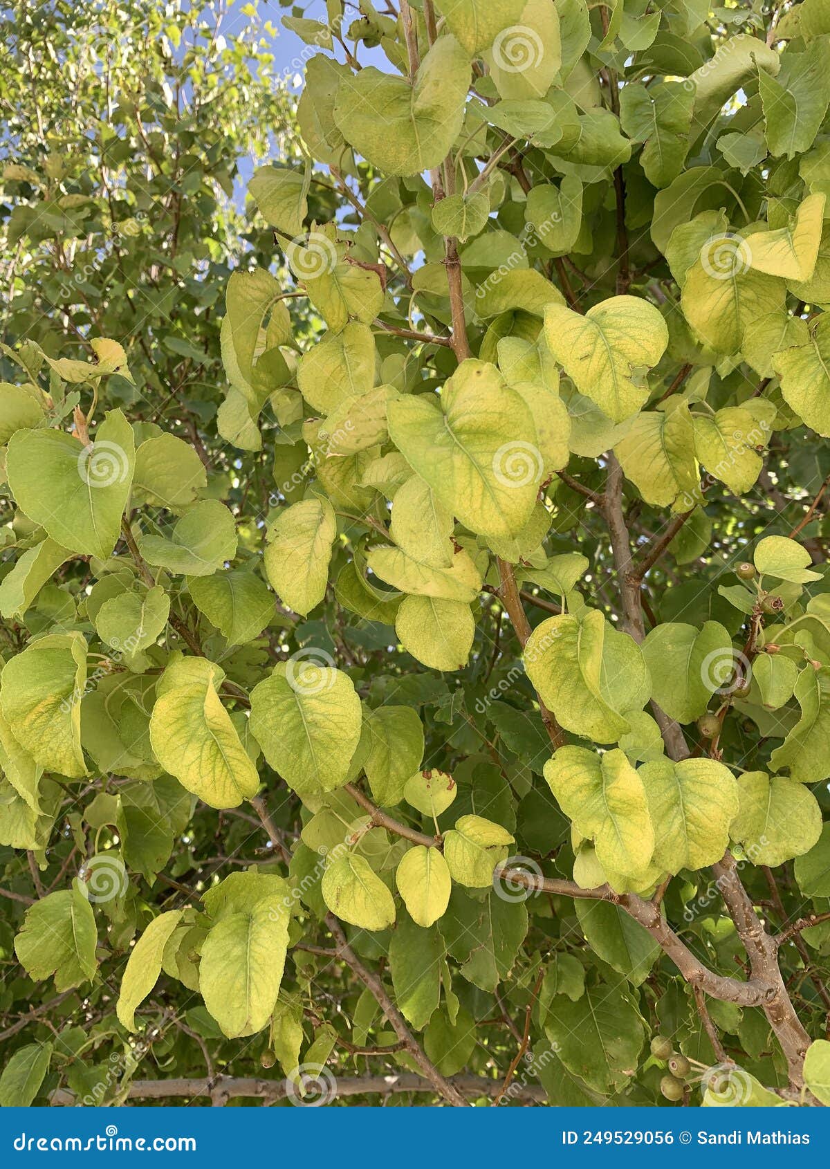 Leaf day stock photo. Image of plant, tree, nature, flower - 249529056
