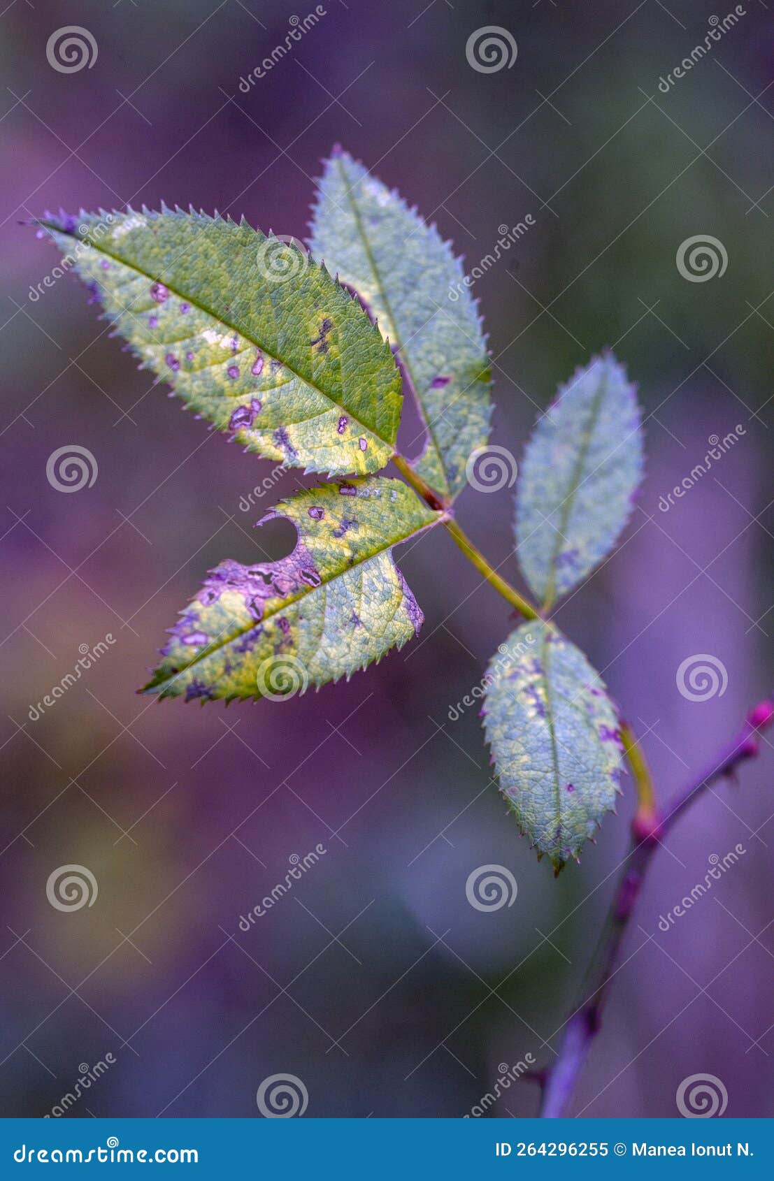 Leaf of dead rose stock image. Image of rose, tree, branch - 264296255