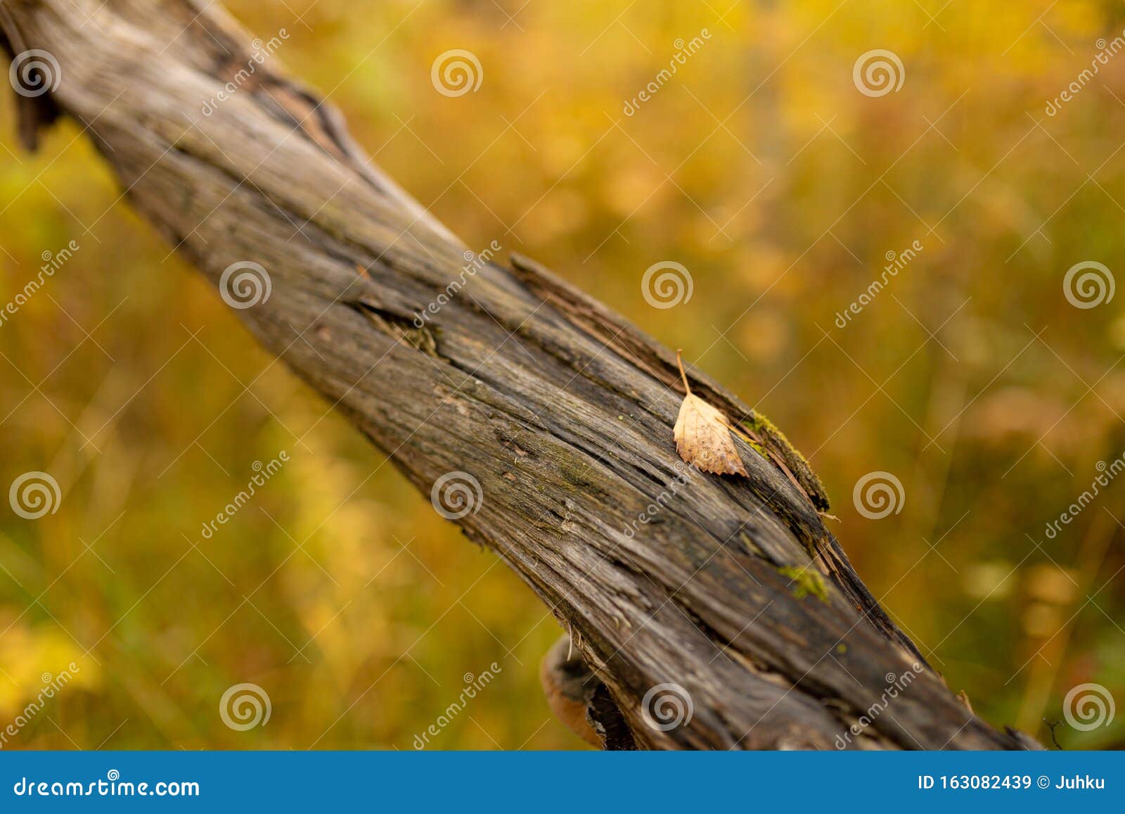 Leaf On Dead Tree In Autumn Forest Royalty-Free Stock Photo ...