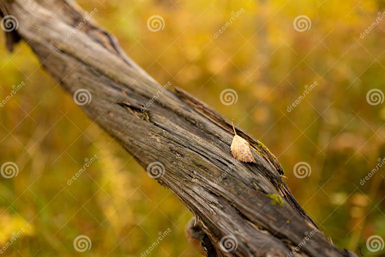 Leaf on Dead Tree in Autumn Forest Stock Image - Image of branch ...