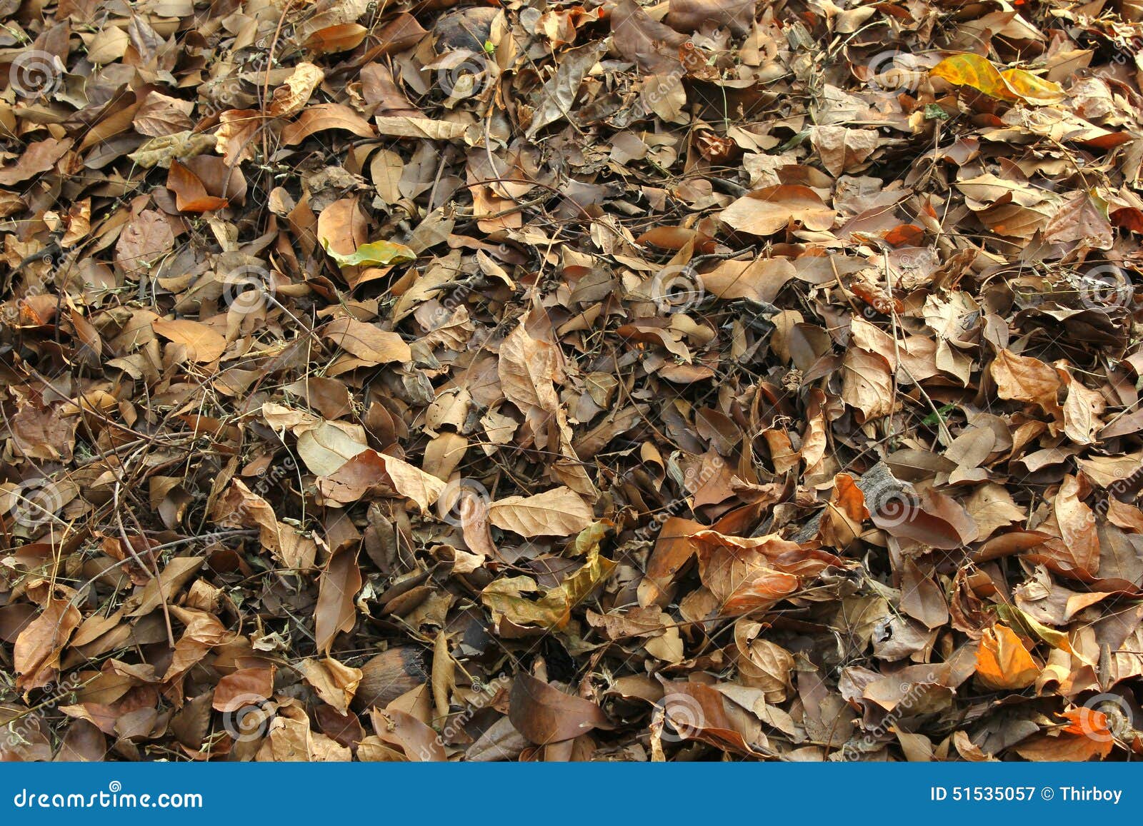 Leaf Debris on the Forest Floor Stock Image - Image of backdrop ...