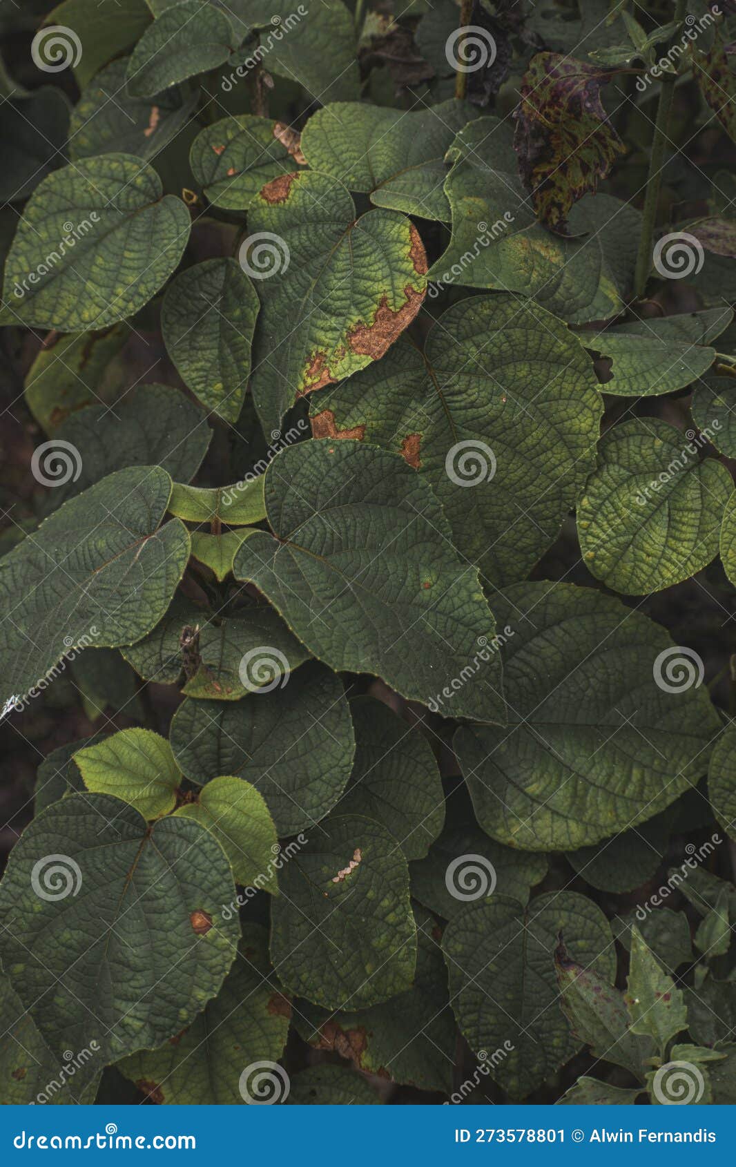 Leaf Decay Background stock image. Image of foliage - 273578801