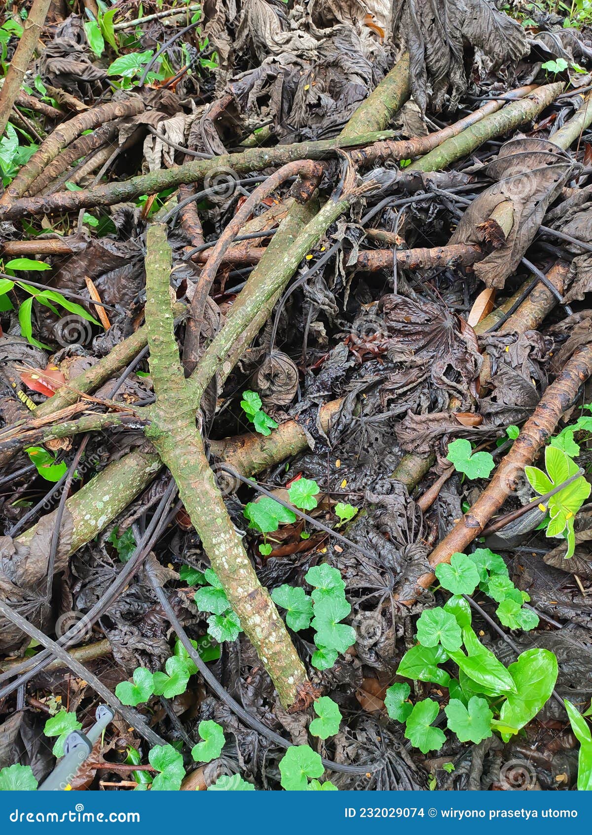 Leaf decay on the ground stock photo. Image of soil - 232029074