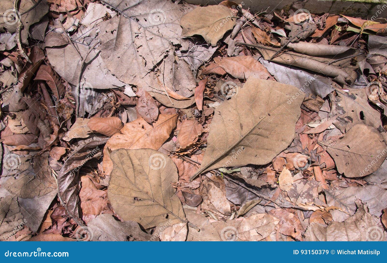 Leaf Decay on the Ground stock image. Image of organic - 93150379