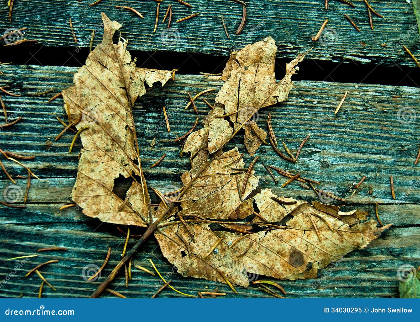 Leaf decay stock image. Image of away, colour, boardwalk - 34030295